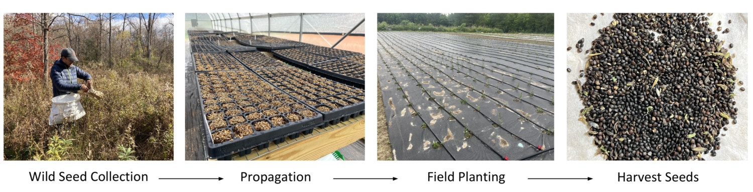 Virginia Native Seed Pilot Project – The Clifton Institute