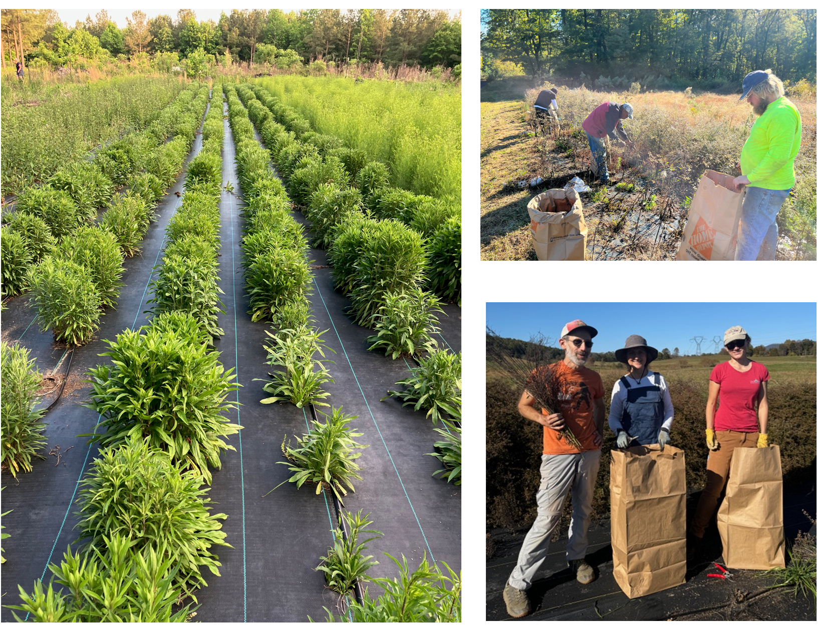 Virginia Native Seed Pilot Project – The Clifton Institute